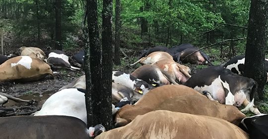 Farmer finds pasture empty, sees all 32 dead cows in one big pile